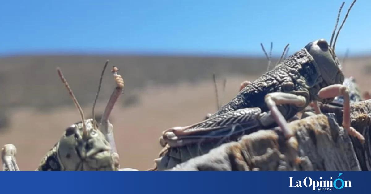 Preocupa en Santa Cruz la llegada de la tucura sapo, el “bicho caníbal ...