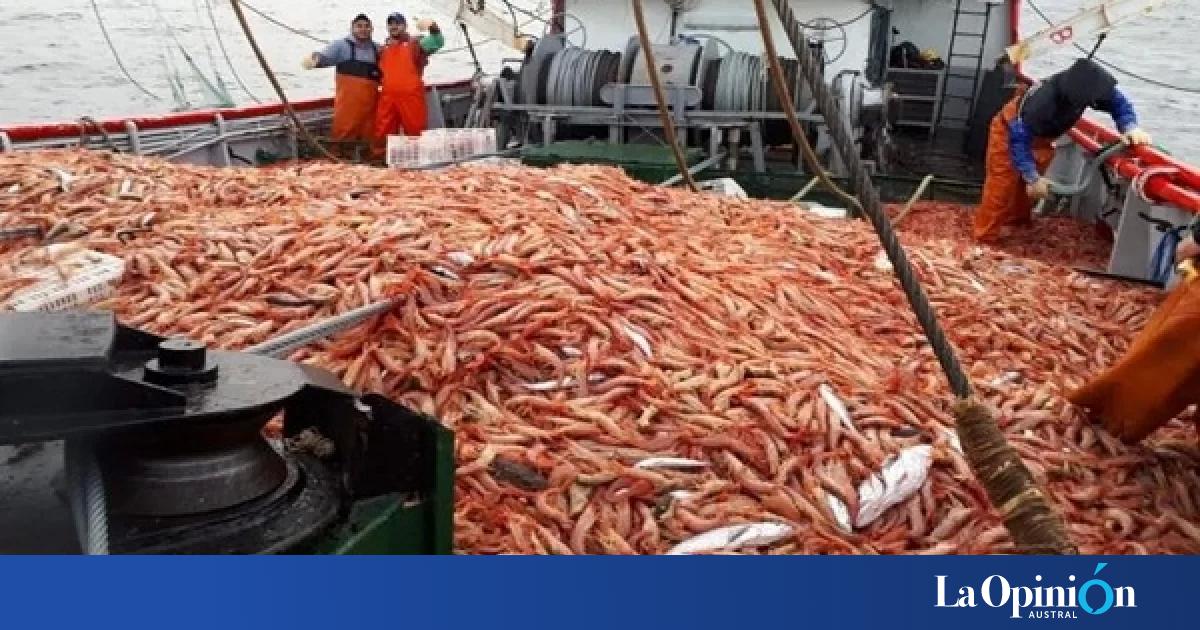 Zafra del langostino: cámaras empresarias piden al Gobierno de Chubut ...