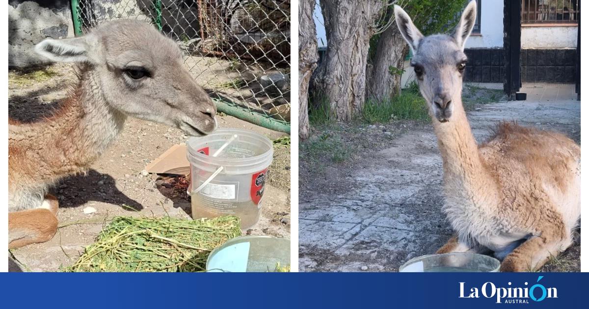 Murió “Guani”, el guanaco rescatado por proteccionistas en Las Heras ...