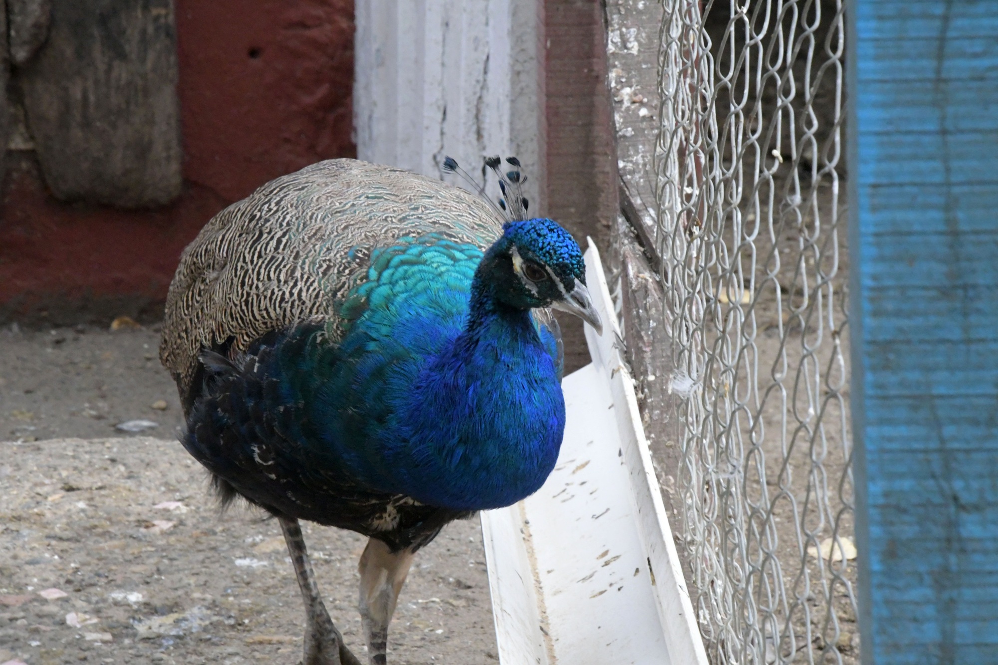 La historia del pavo real que se tomó vacaciones y no quería volver ...