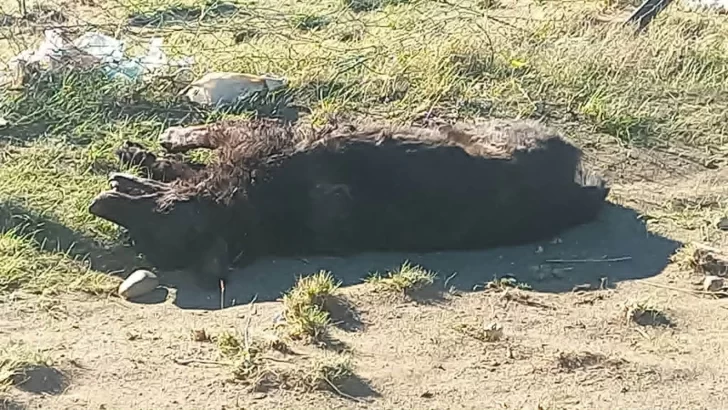 Jauría en el barrio Virgen del Valle: “Le comieron parte de una pierna ...