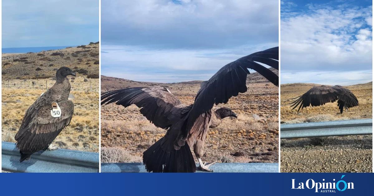Avistaron a «Carmen», un cóndor andino que fue liberado en Chile, en ...