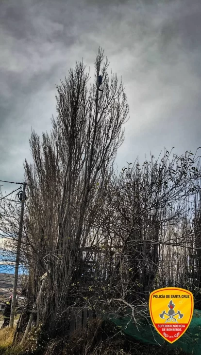 Tarde de rescates en El Calafate: bomberos asistieron a dos gatos que ...