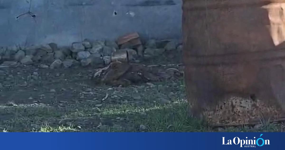 Jauría en el barrio Virgen del Valle: “Le comieron parte de una pierna ...